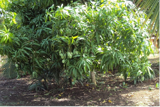 DEL MANGO DE PUERCO, NACE UN PUEBLO :: Punto-Clave